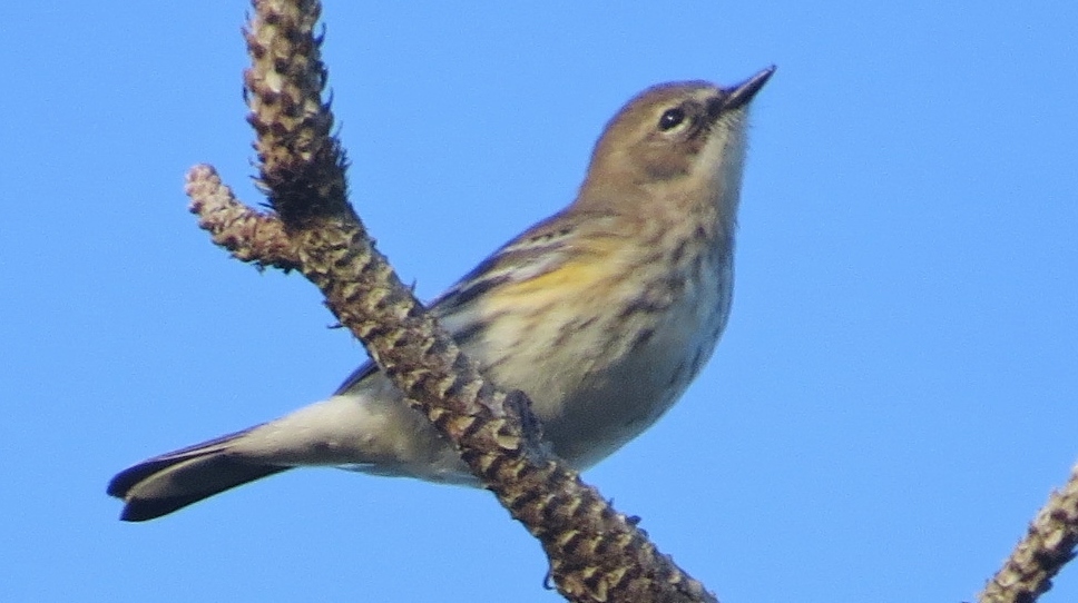 Yellow-rumped Warbler from Fort Myers Shores, FL 33905, USA on December ...