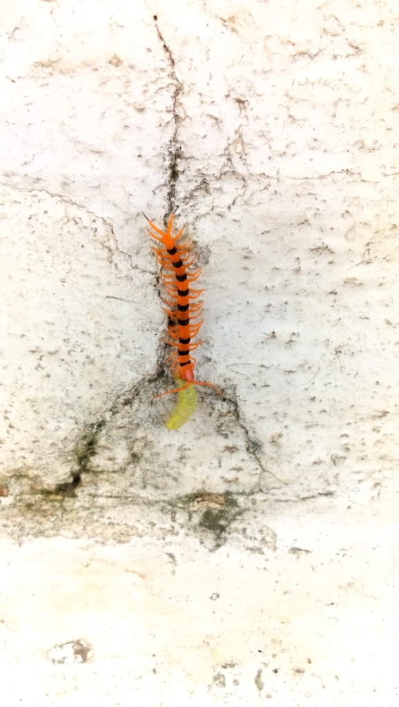 Indian Tiger Centipede from Chennimalai R.F., Tamil Nadu 638051, India ...