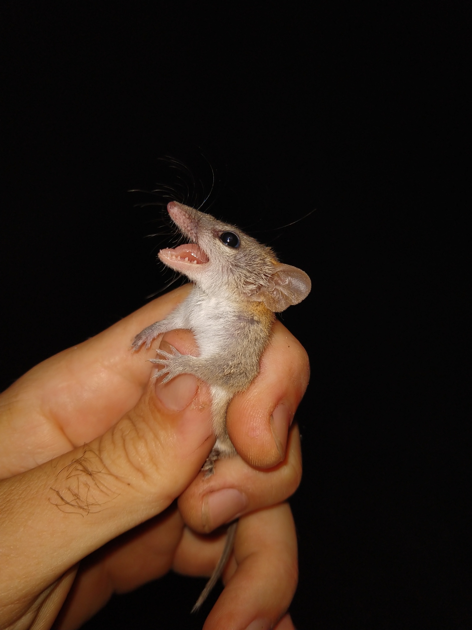 Pseudantechinus Tate, 1947