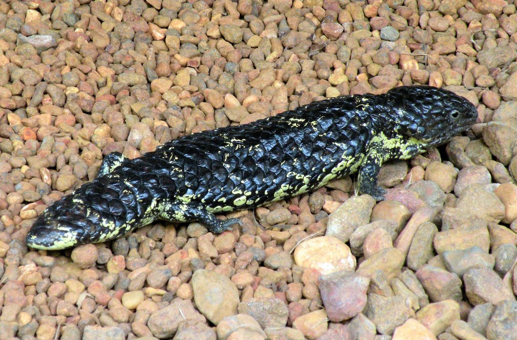 Eastern Shingleback Lizard from Fraser Island QLD 4581, Australia on ...