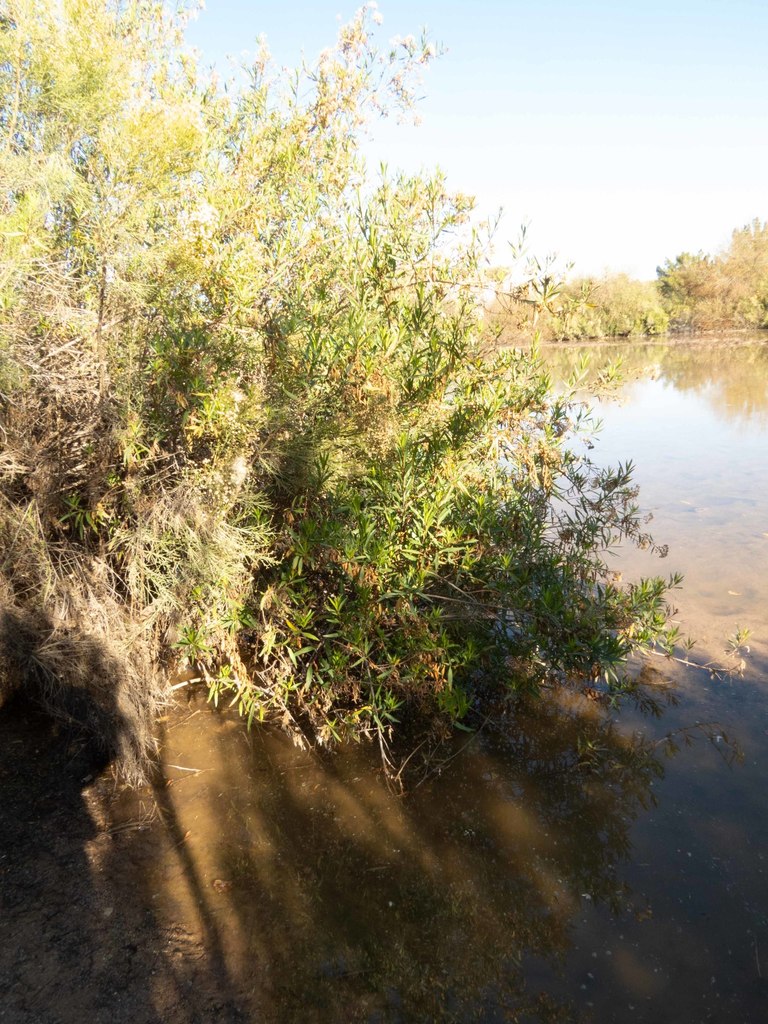 mule fat from Gilbert, AZ, USA on January 18, 2020 at 10:00 AM by Steve ...