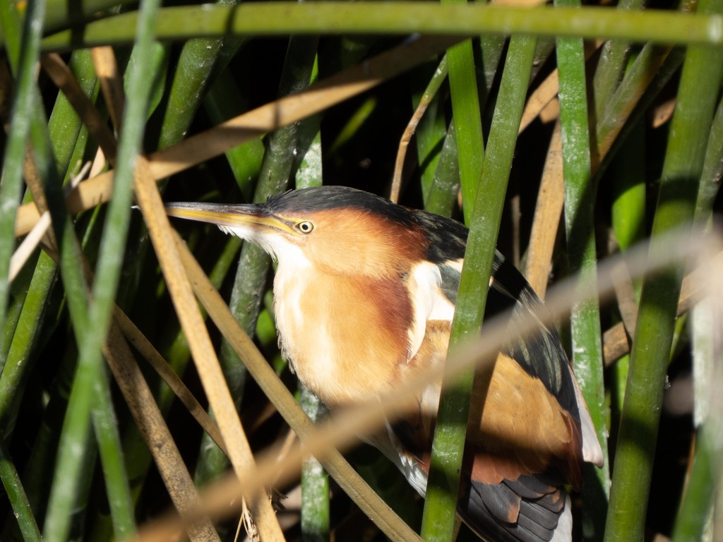 Least Bittern from Maricopa, Arizona, United States on January 18, 2020 ...
