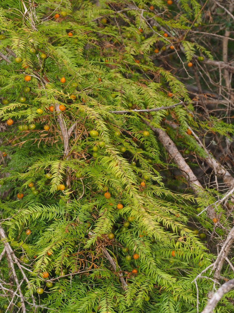 Climbing asparagus from Portland West VIC 3305, Australia on January 17 ...