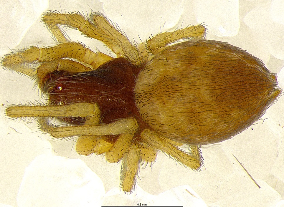 Emblyna suwanea from Charlton County, GA, USA on October 30, 2025 at 11 ...