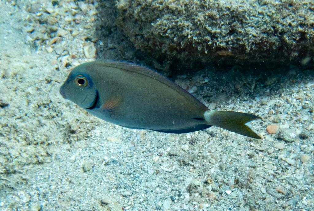 Caribbean Ocean Surgeonfish from Saint-Barthélemy on January 8, 2020 at ...