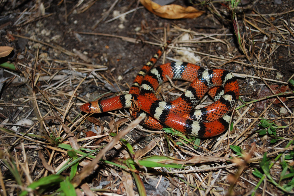 Florida Scarletsnake from Miami-Dade County, FL, USA on November 07 ...