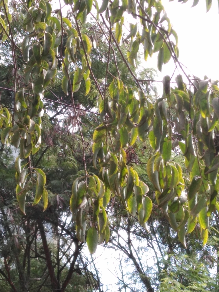 dicots in January 2020 by mitra. LW-M, 211(last tree), height:7ft ...