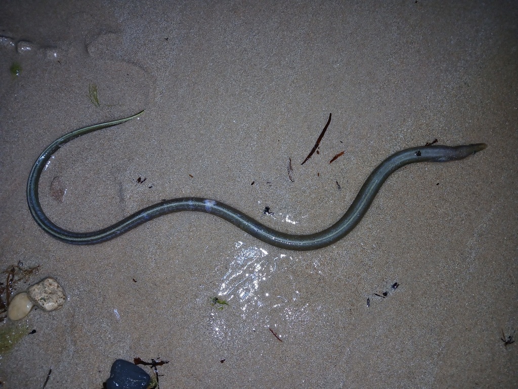 Longfinned Worm Eel from Onkaparinga - North Coast, AU-SA, AU on ...