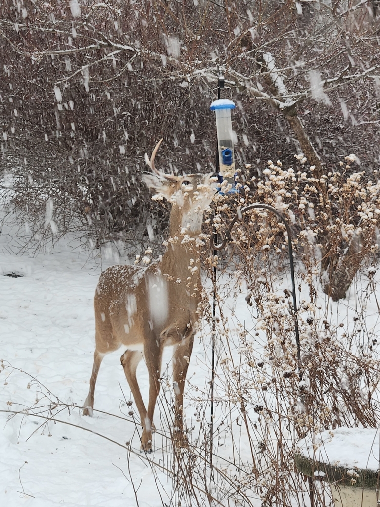 White-tailed Deer from Mountainhome, PA, USA on December 10, 2025 at 01 ...