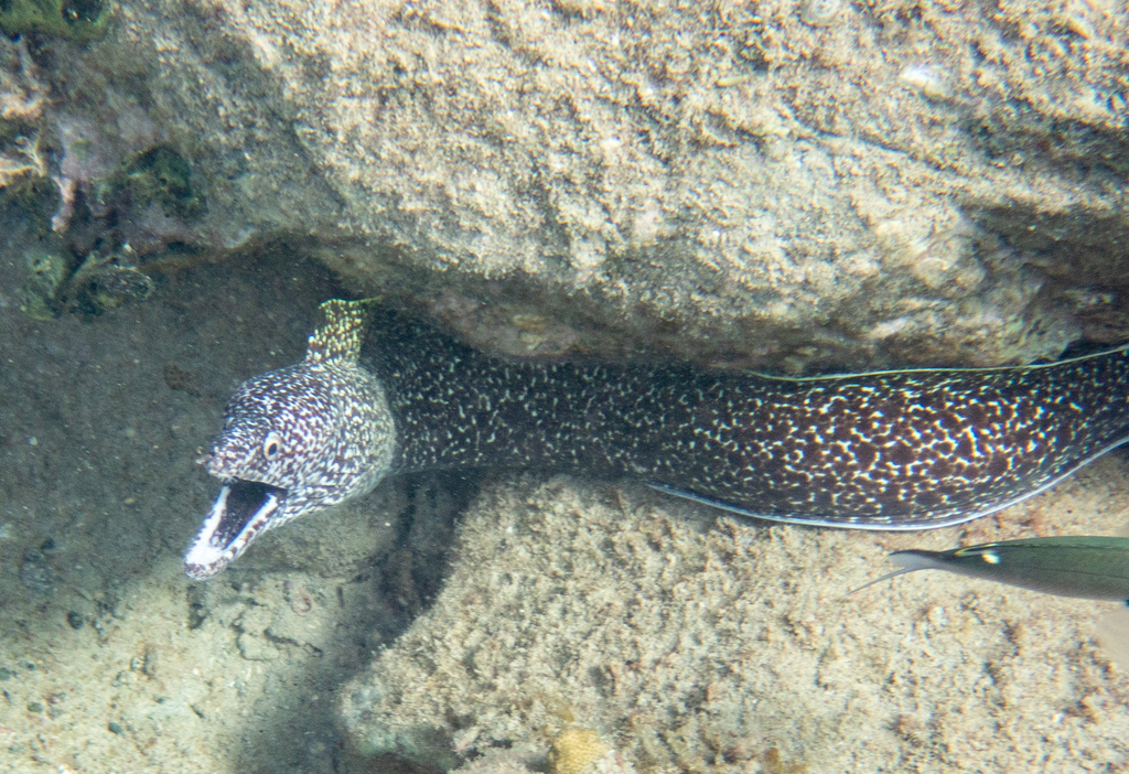 Spotted Moray from Saint-Barthélemy on January 09, 2020 at 10:02 AM by ...