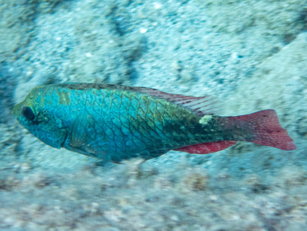 Redband Parrotfish from Saint-Barthélemy on January 09, 2020 at 09:40 ...
