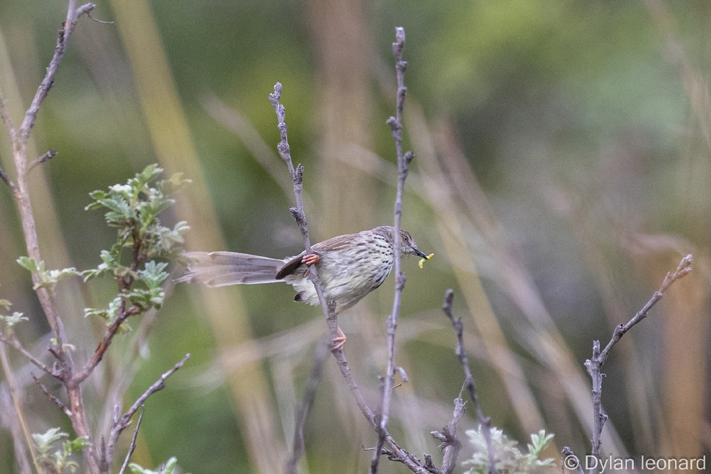 Drakensberg Prinia from Mkhomazi Wilderness area, South Africa on ...