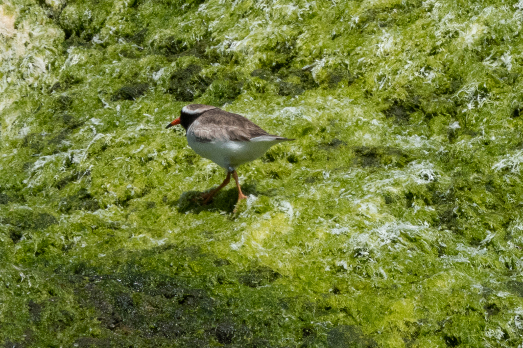 Shore Plover in November 2019 by Euan Moore · iNaturalist