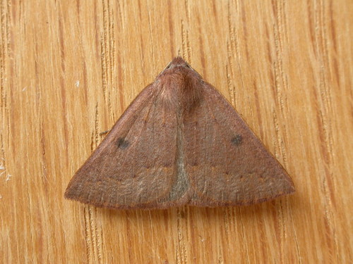 Cape Moths (Genus Amelora) · iNaturalist