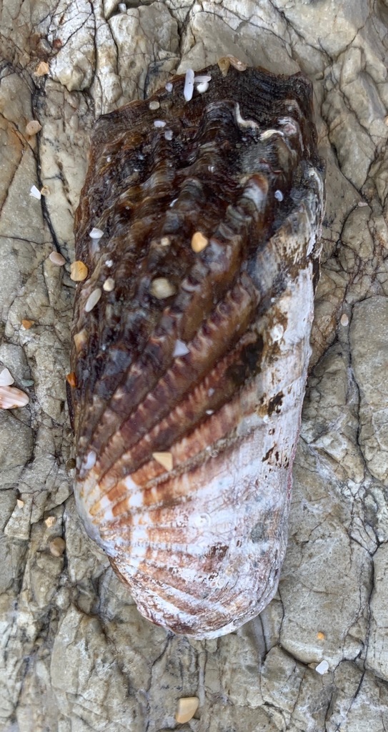 Similar Cardita Shell from Salinas, Santa Elena, Ecuador on December 30 ...