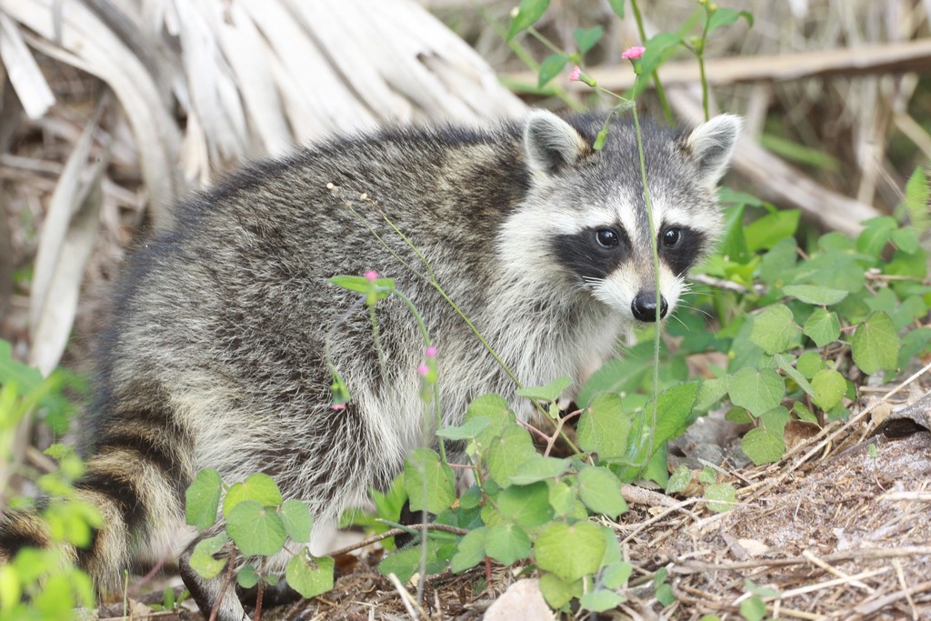 Common Raccoon from Corkscrew, FL, USA on January 18, 2020 at 12:36 PM ...
