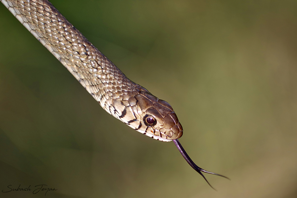 Oriental Rat Snake from Vadanemmeli, Tamil Nadu, India on January 19 ...