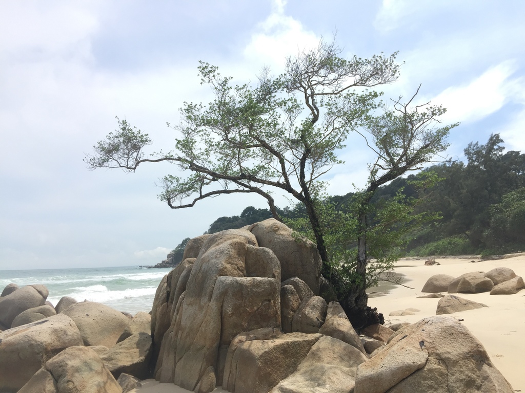 bantigue (Pemphis acidula) - Botanical Realm