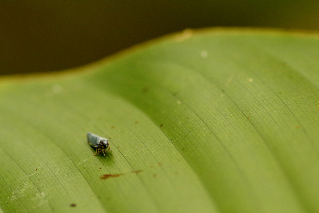 Derbid Planthoppers from Leeward Islands, French Polynesia on August 17 ...