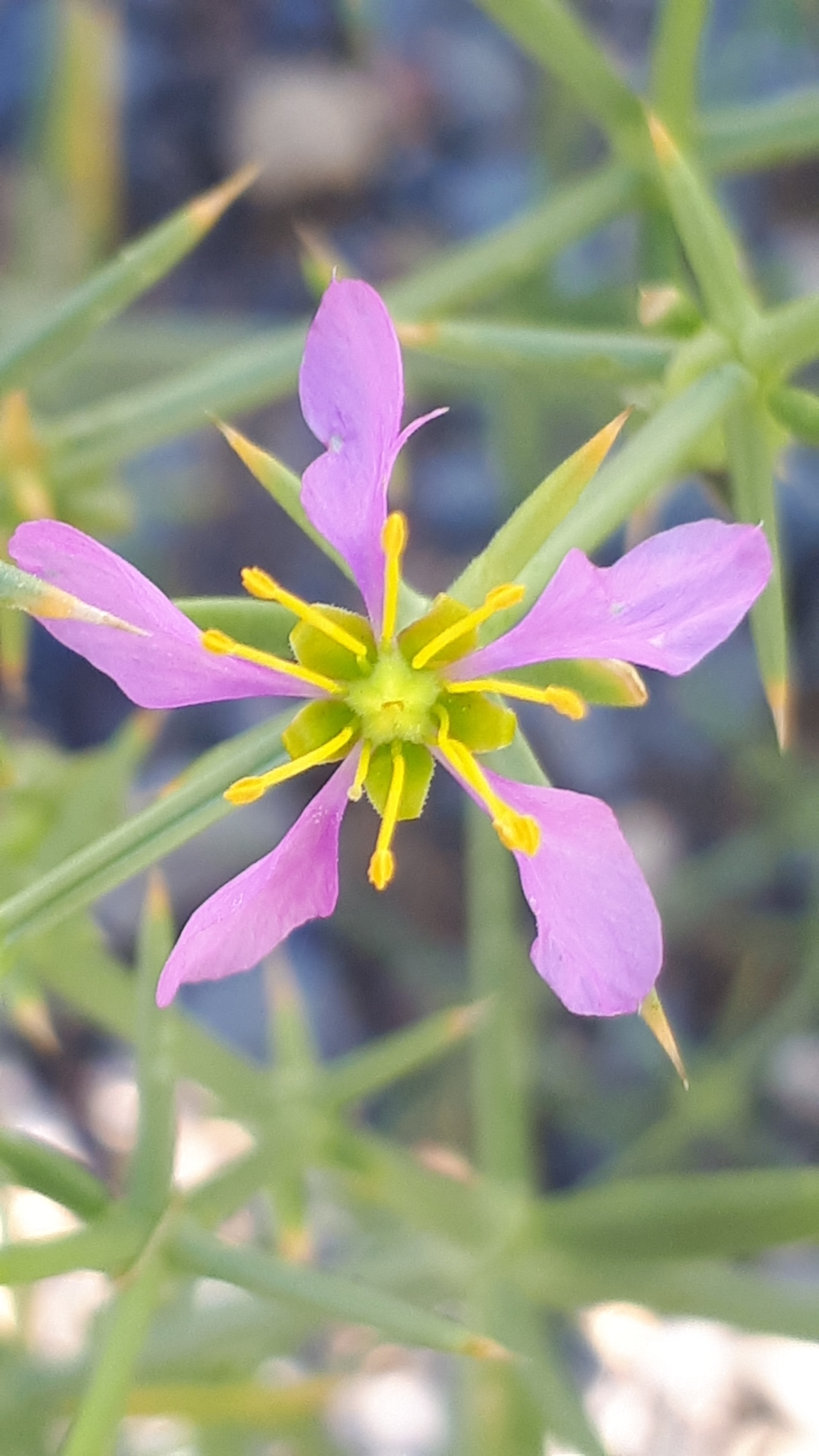 Fagonia indica Burm.fil.