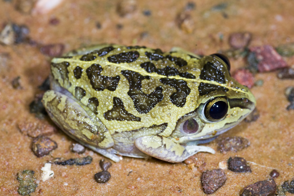 Long-footed Frog from King Leopold Ranges WA 6728, Australia on January ...