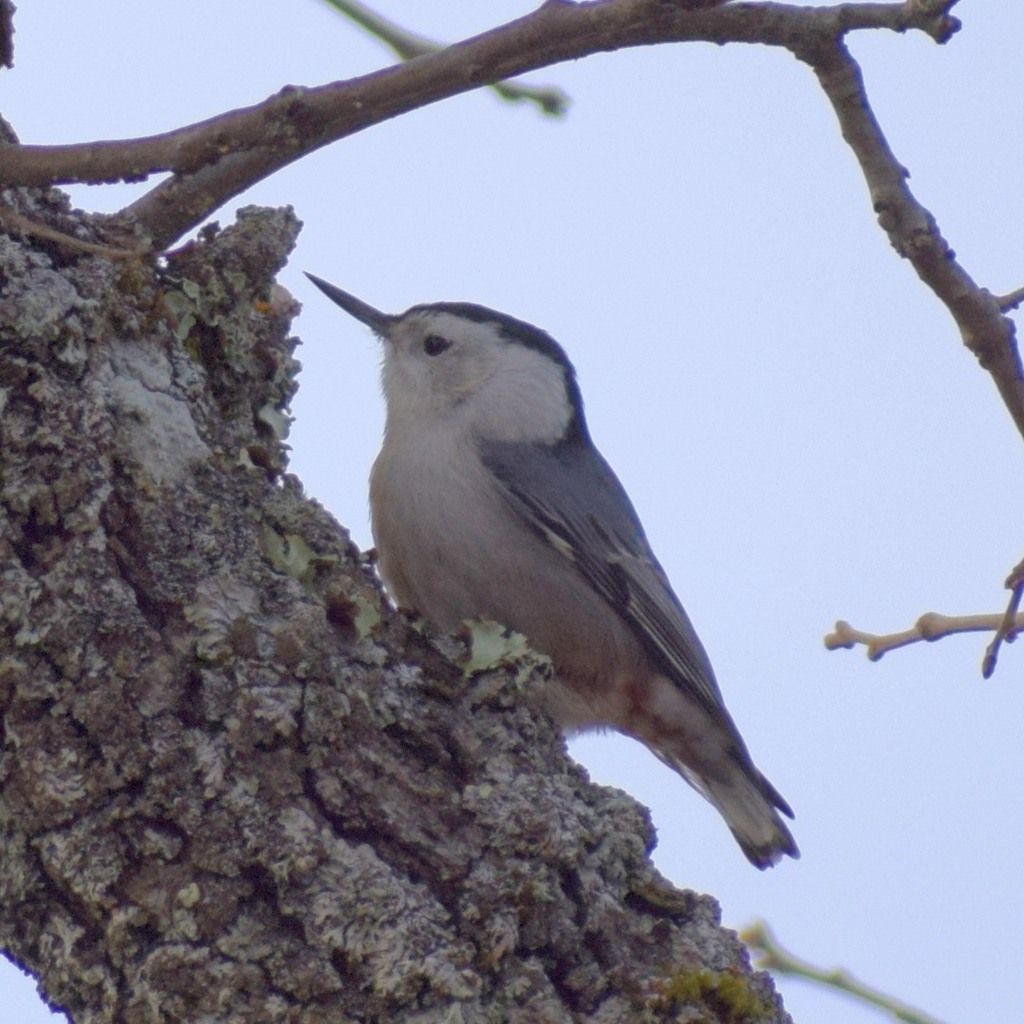 White-breasted Nuthatch from Joseph D. Grant County Park, CA, USA on ...