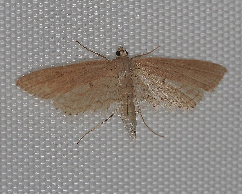 Watermilfoil Leafcutter Moth from (west) Boynton Beach, FL, USA on ...
