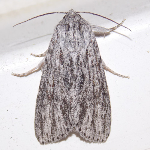 Streaked Dagger Moth (Common Moth and Butterflies of Indiana) · iNaturalist