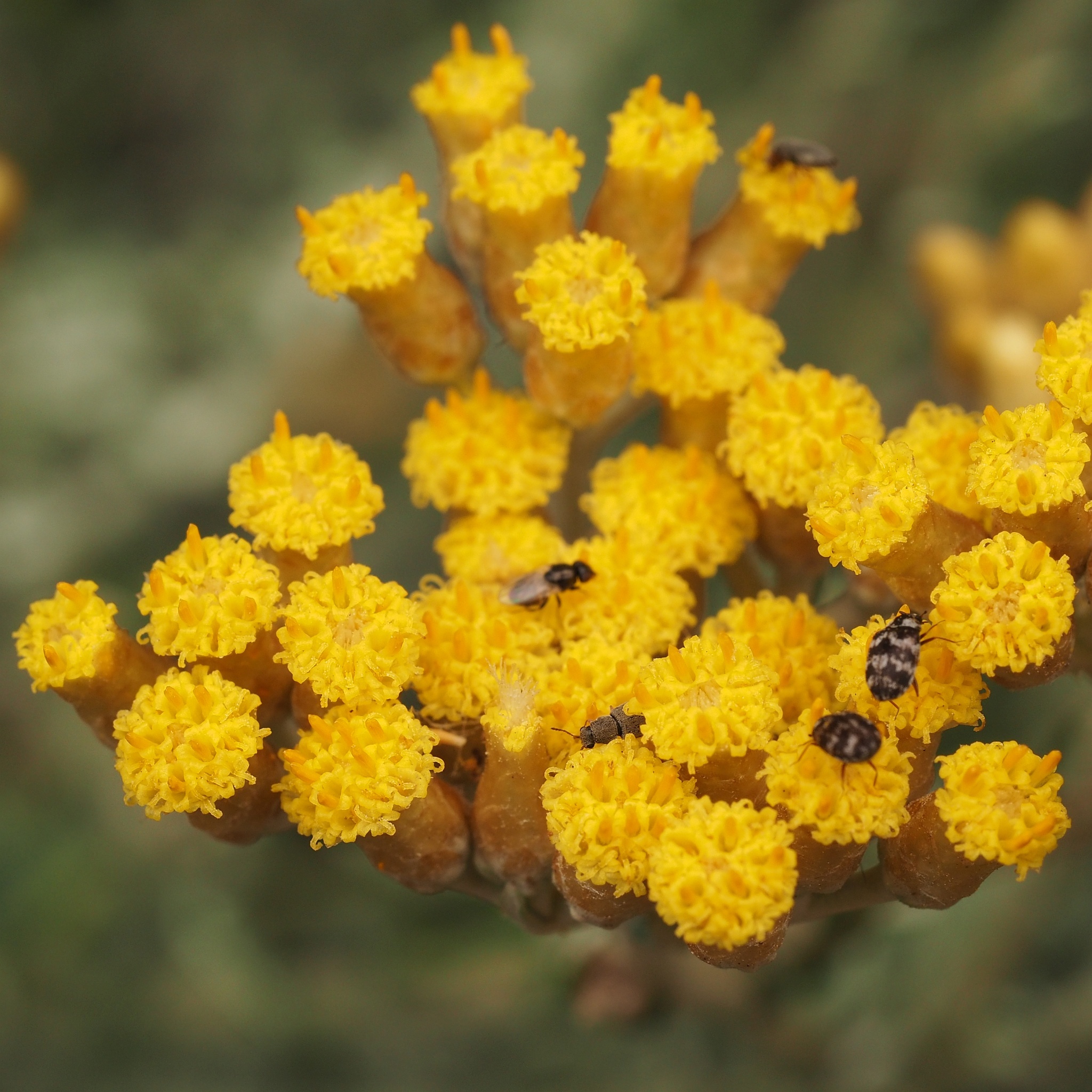 Helichrysum italicum subsp. microphyllum (Willd.) Nyman