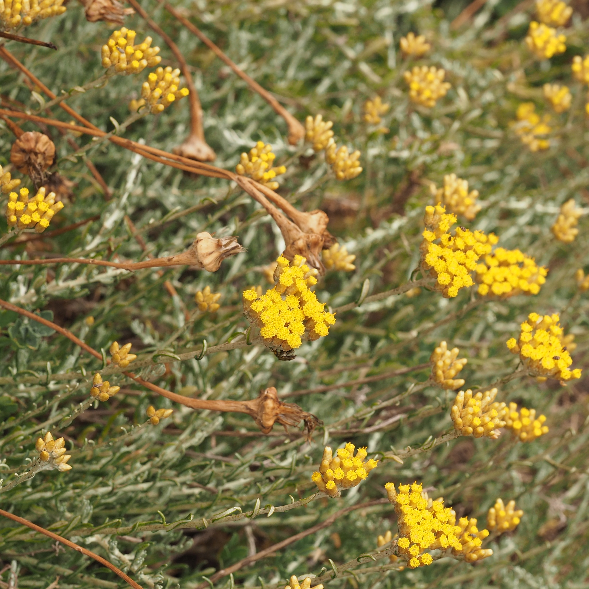 Helichrysum italicum subsp. microphyllum (Willd.) Nyman