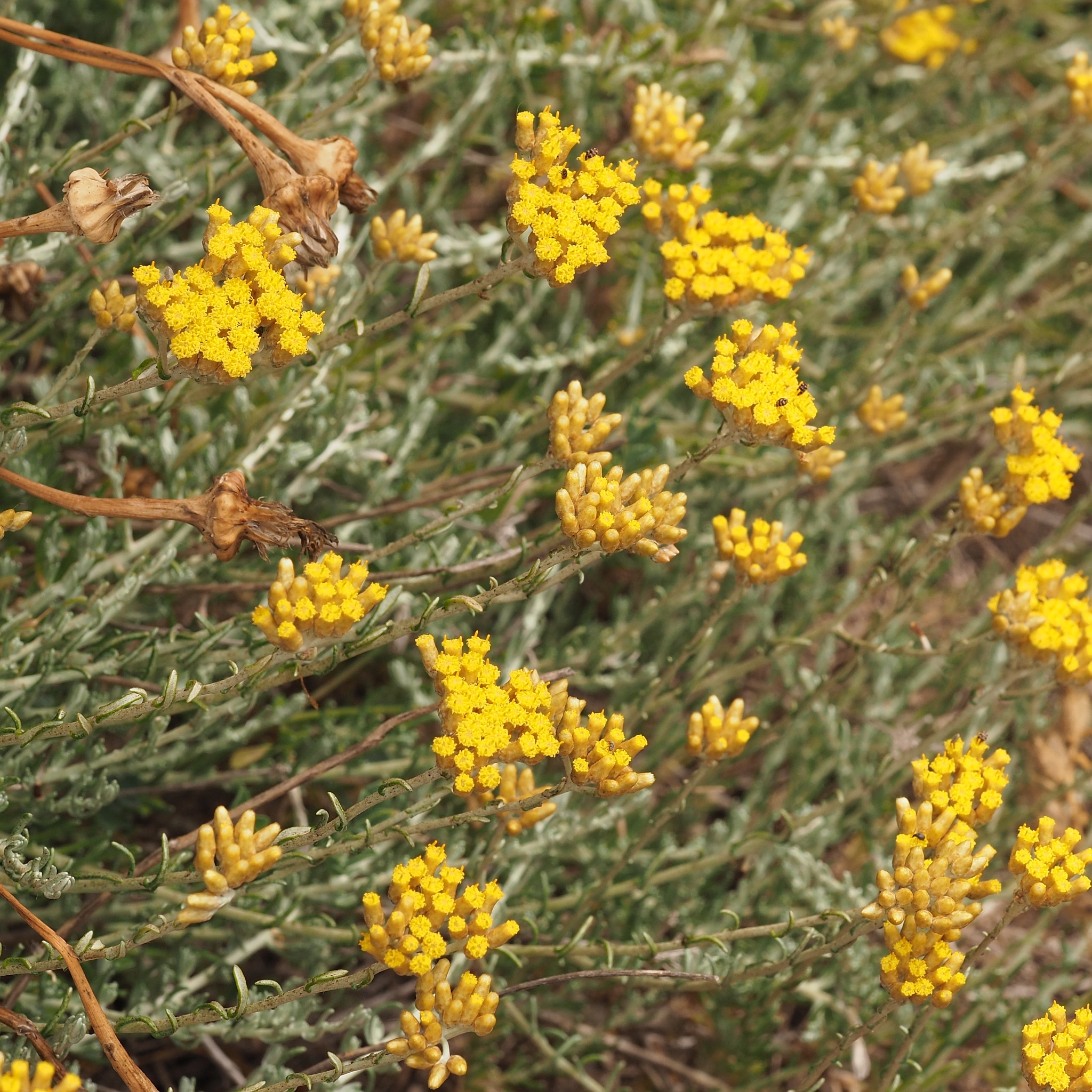 Helichrysum italicum subsp. microphyllum (Willd.) Nyman