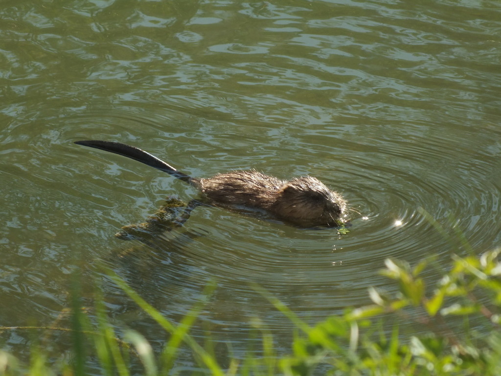 Muskrat from 21410 Fleurey-sur-Ouche, France on October 6, 2015 at 03: ...