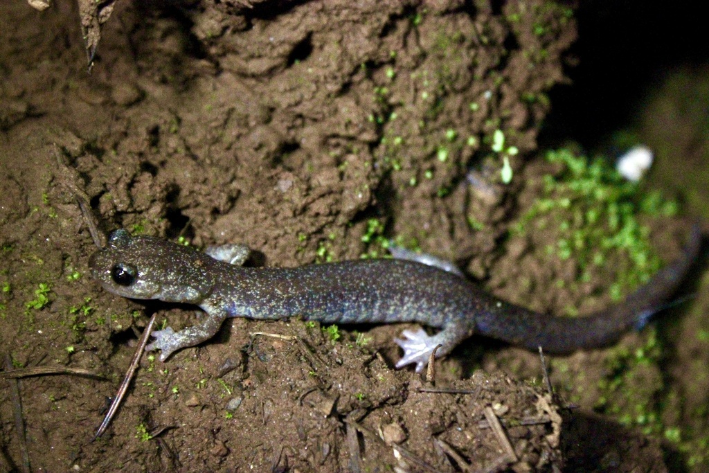 Scott Bar Salamander in December 2025 by wildlifeeve · iNaturalist