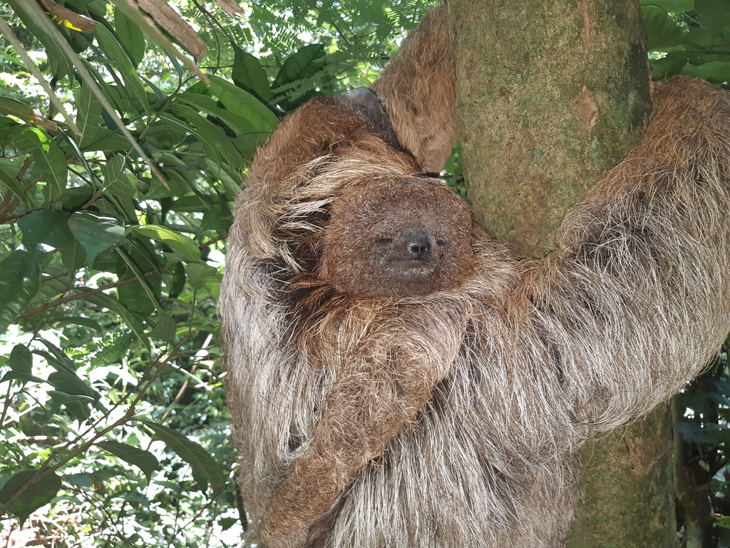 Southern Maned Sloth in January 2019 by Rodolfo. Registro feito na APA ...