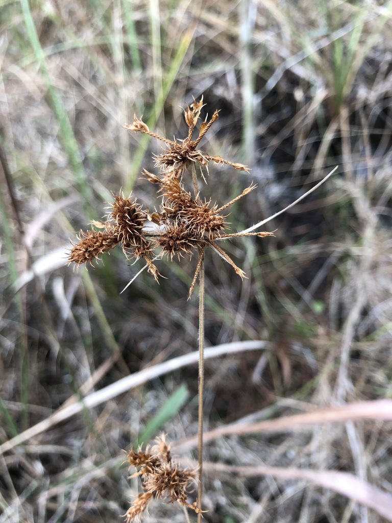 Saltmarsh Umbrella-sedge from Clay County, FL, USA on January 18, 2020 ...