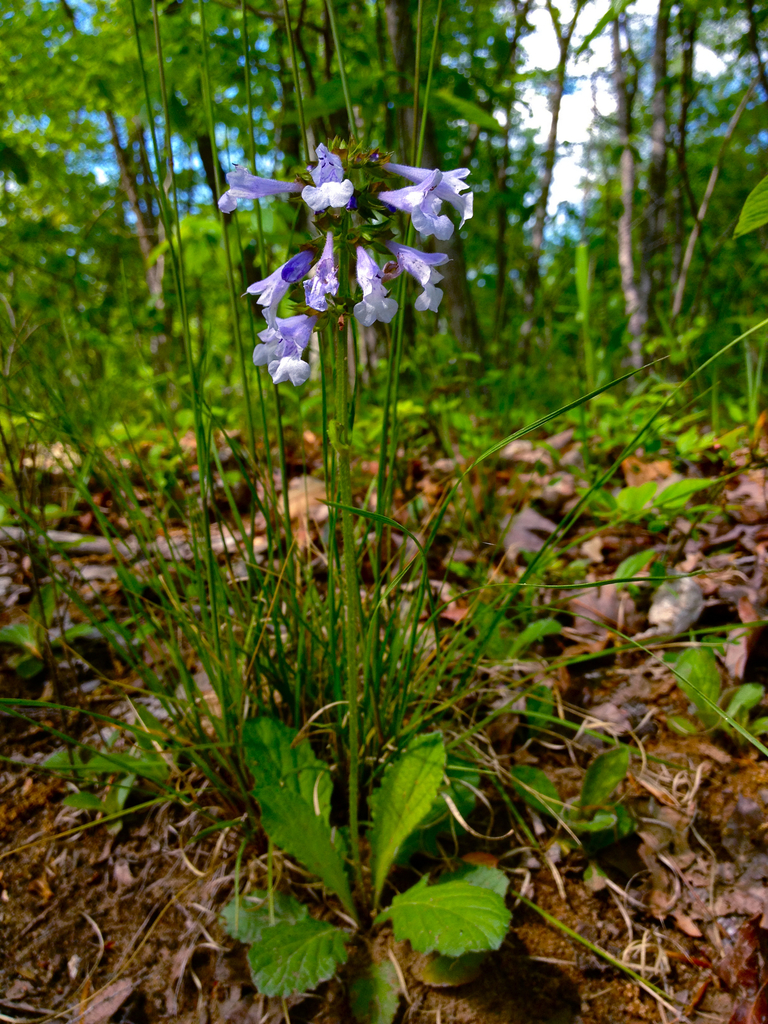 Lyre-leaf sage (Wildflowers of the Preserve at Shaker Village ...