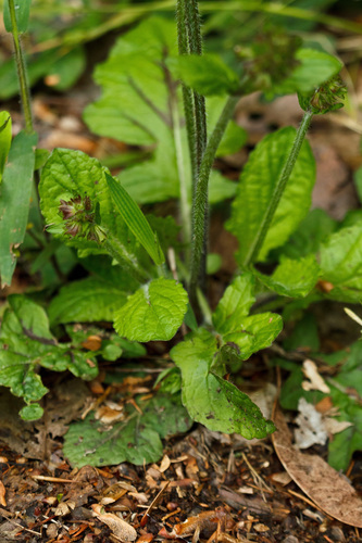 Lyre-leaf sage (Wildflowers of the Preserve at Shaker Village ...