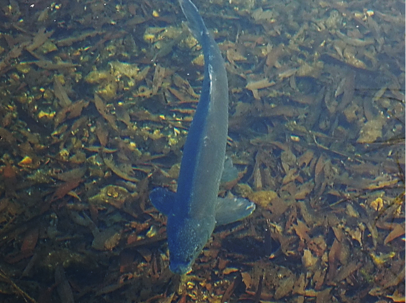 European Sea Sturgeon (Acipenser sturio) - Marine Life Identification