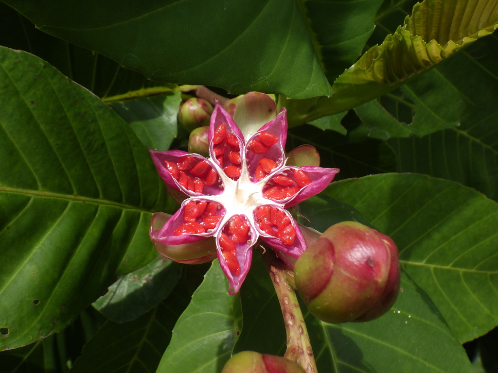 Simpoh Air (Dillenia suffruticosa) - Botanical Realm