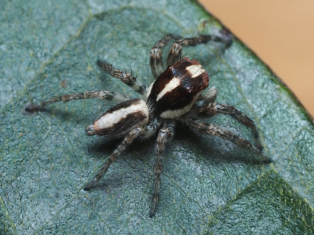 Frigga crocuta from Puerto Villamil, Ecuador on December 30, 2019 at 06 ...