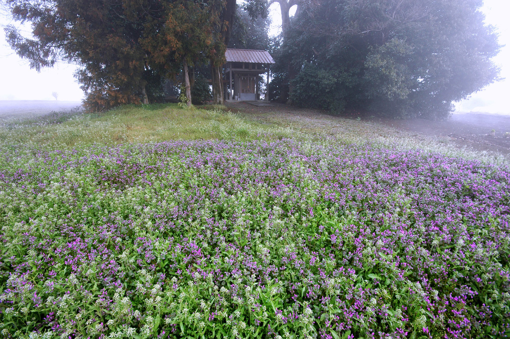 Henbit (Wildflowers of the Preserve at Shaker Village) · iNaturalist