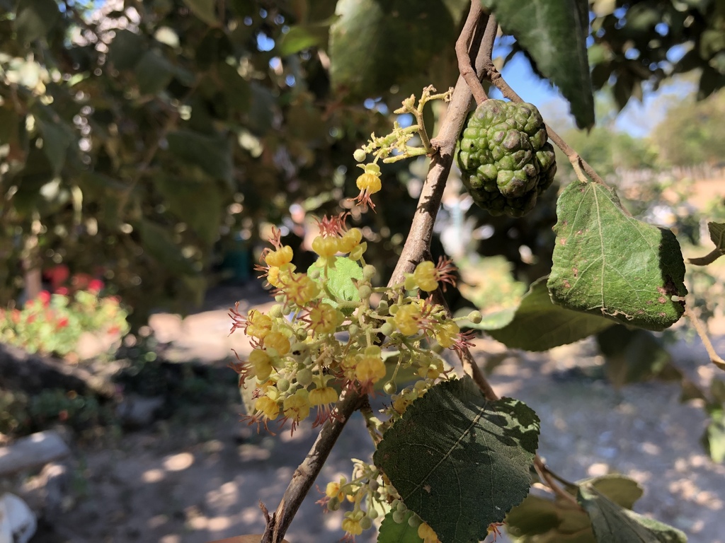 West Indian Elm from Guamal, CO-MA, CO on January 13, 2020 at 02:36 PM ...