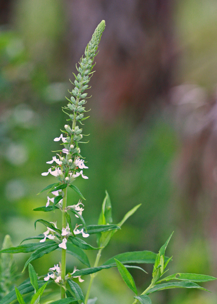 American Germander (Wildflowers of the Preserve at Shaker Village ...