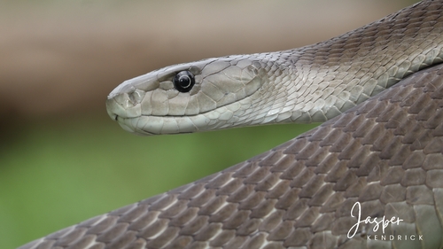 Mambas (Dendroaspis) - Snakes and Lizards
