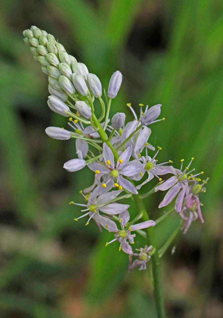 Wild Hyacinth (Wildflowers of the Preserve at Shaker Village) · iNaturalist