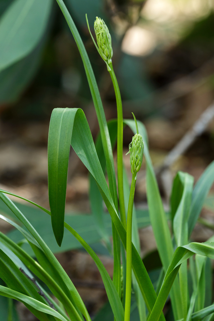 Wild Hyacinth (Wildflowers of the Preserve at Shaker Village) · iNaturalist