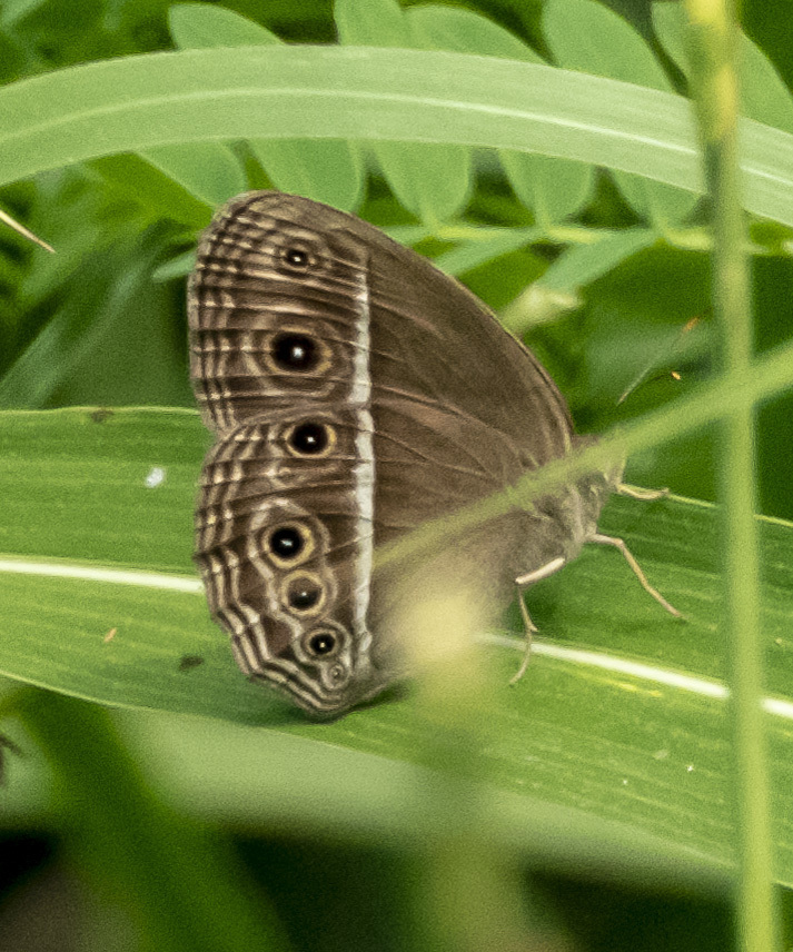 Dark-branded Bushbrown from Nusa Lembongan, Indonesien on March 09 ...
