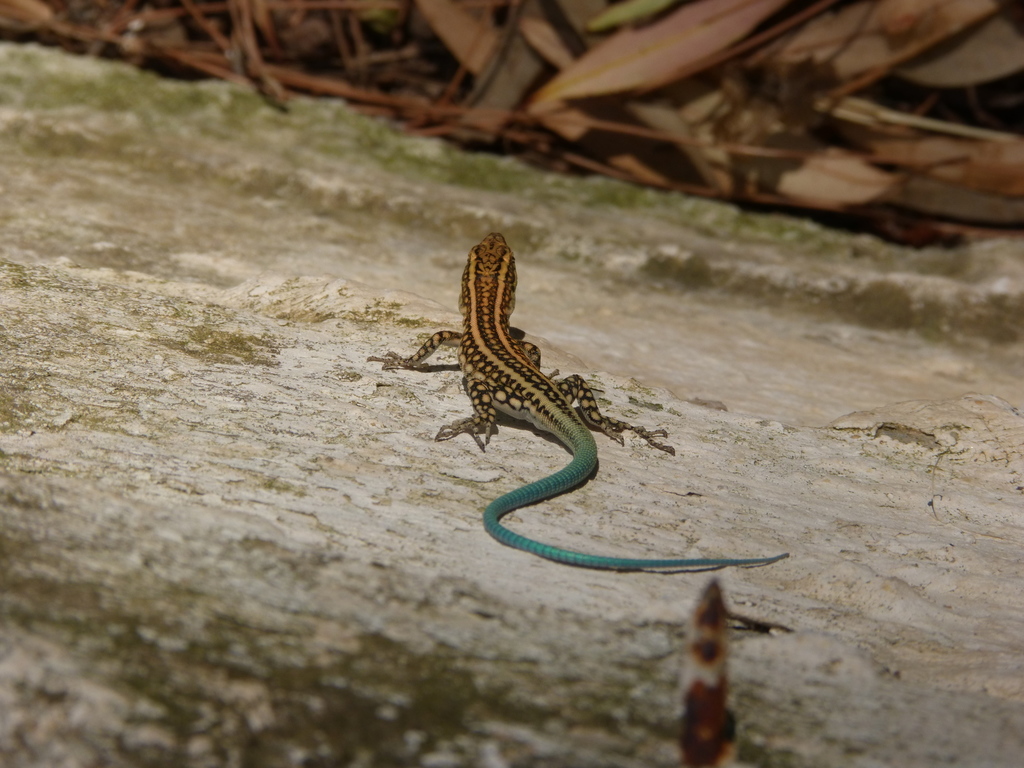 Pelasgian Rock Lizard from Egeo Meridionale, Grecia on August 28, 2019 ...