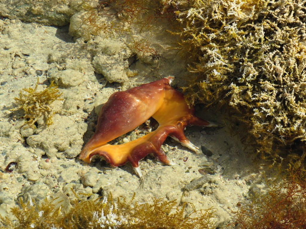 Giant Spider Conch from El Qoseir, Red Sea Governorate, Egiptas on ...