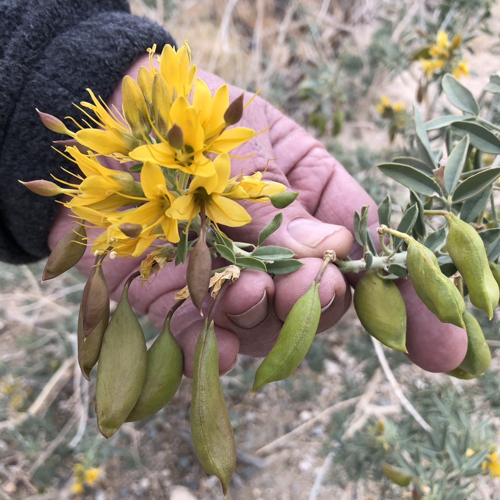 Bladderpod from Akin Ave, Fort Collins, CO, US on January 19, 2020 at ...